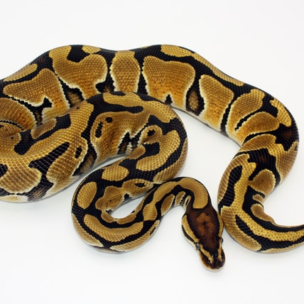 Tri-Stripe Ball Python by Kyle Frost Reptiles - MorphMarket