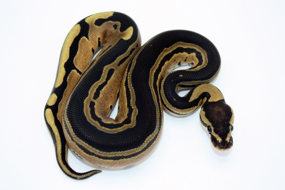 Blade Tri-Stripe 66% Het Clown Ball Python by Kyle Frost Reptiles ...