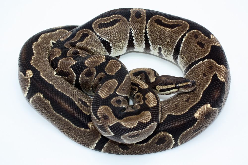 Mouser Het Tri-Stripe Ball Python by Kyle Frost Reptiles - MorphMarket