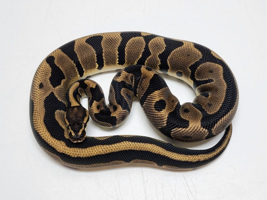 Blade Leopard Het Tri-Stripe Ball Python by Kyle Frost Reptiles