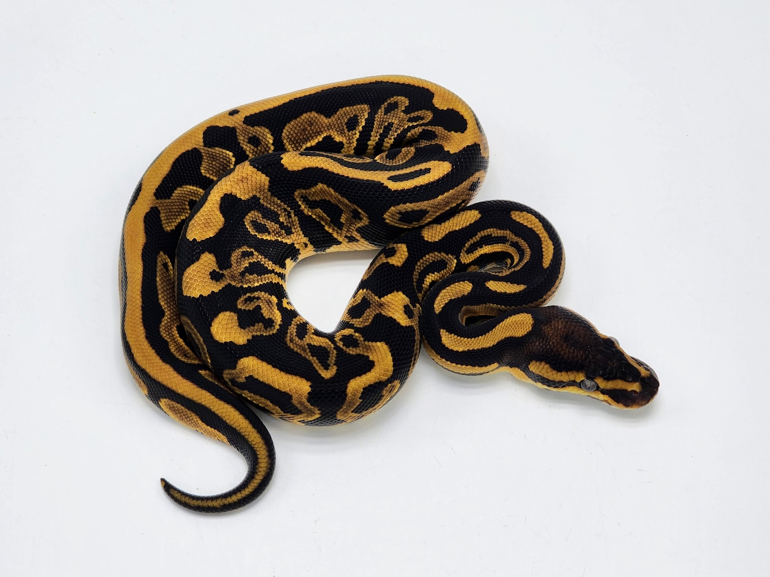 Leopard Het Puzzle(Possible Calico) Ball Python by Kyle Frost Reptiles ...