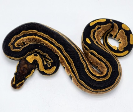 Enchi Puzzle Ball Python by Kyle Frost Reptiles - MorphMarket