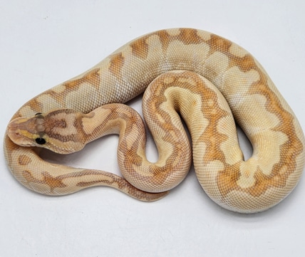 Enchi Puzzle Ball Python by Kyle Frost Reptiles - MorphMarket