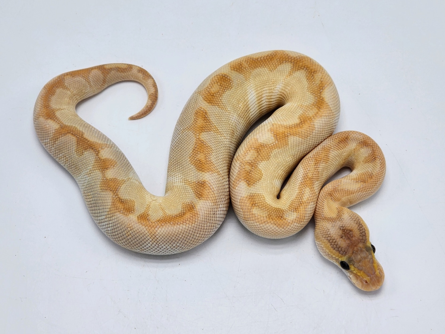NOCO Super Special Ball Python by Kyle Frost Reptiles - MorphMarket