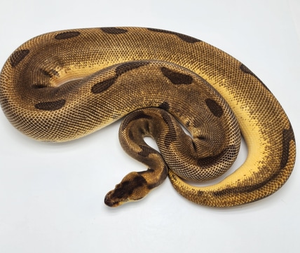 Enchi Puzzle Ball Python by Kyle Frost Reptiles - MorphMarket