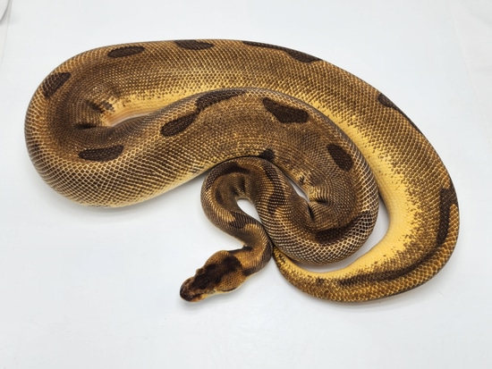 Enchi OD Leopard Super Blade Ball Python by Kyle Frost Reptiles