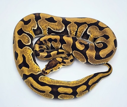 Tri-Stripe Ball Python by Kyle Frost Reptiles - MorphMarket