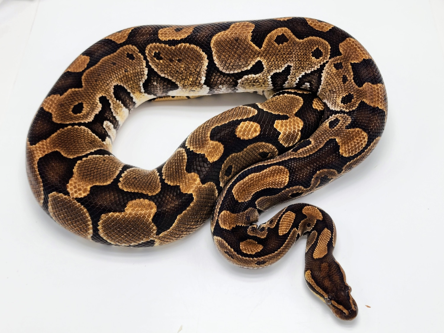 NOCO Special Ball Python by Kyle Frost Reptiles - MorphMarket