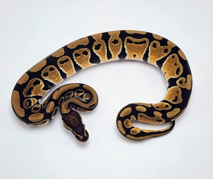 Enchi Puzzle Ball Python by Kyle Frost Reptiles - MorphMarket