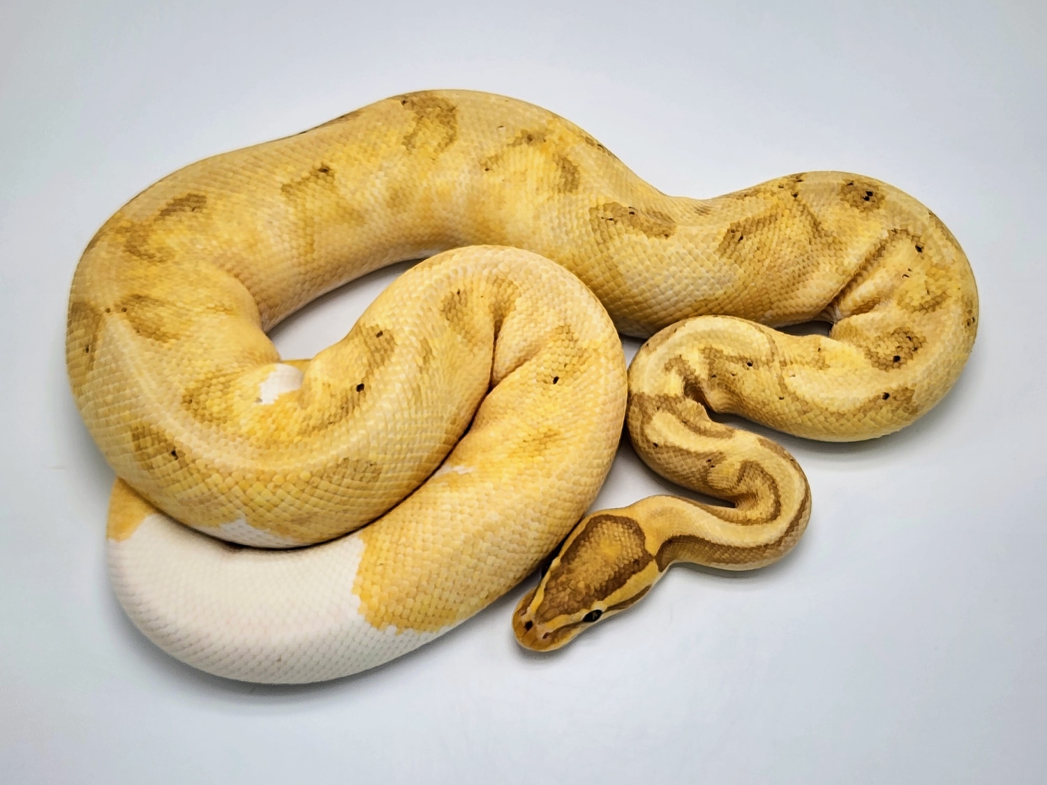 Enchi Banana Pied Ball Python by Kyle Frost Reptiles - MorphMarket