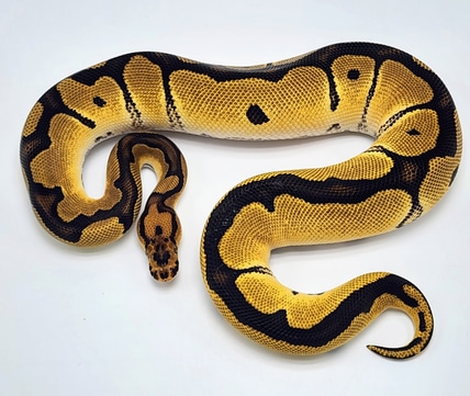 Tri-Stripe Ball Python by Kyle Frost Reptiles - MorphMarket