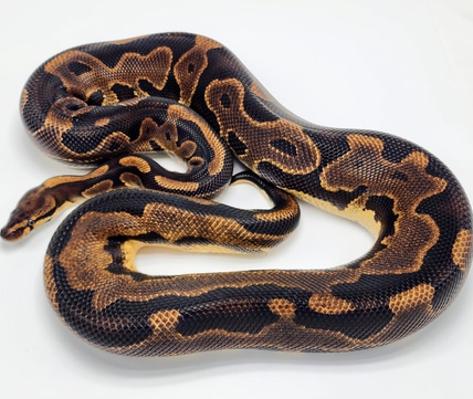Enchi Puzzle Ball Python by Kyle Frost Reptiles - MorphMarket