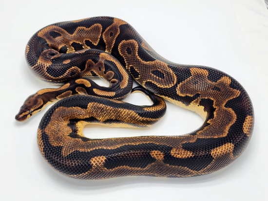 Leopard Calico Ball Python by Kyle Frost Reptiles