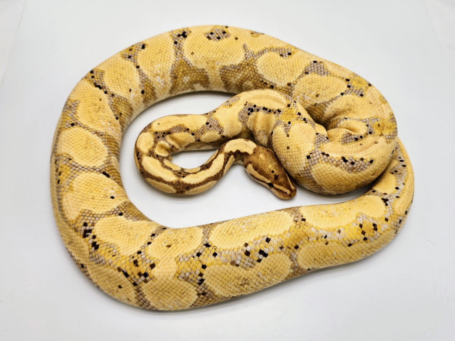Yellowbelly Banana Ball Python by Kyle Frost Reptiles - MorphMarket