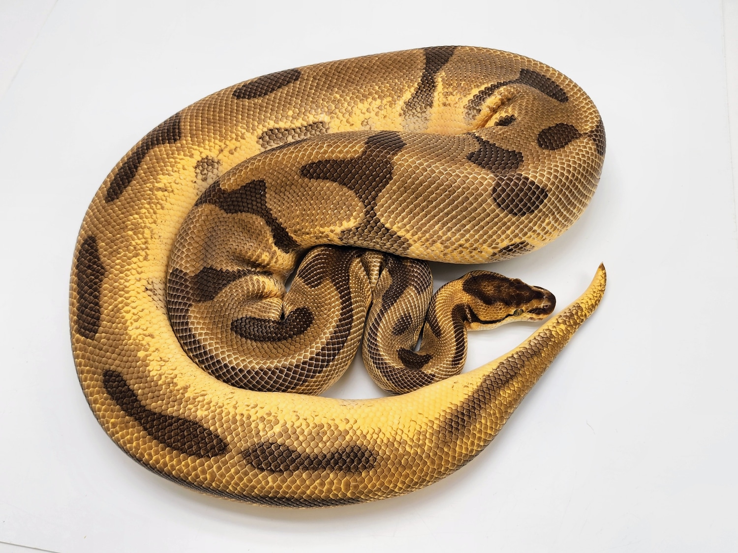OD Enchi Yellowbelly Leopard Het Clown Ball Python by Kyle Frost ...
