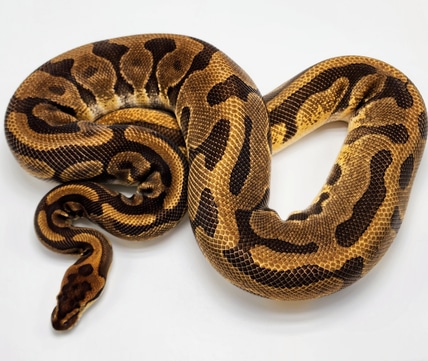 Enchi Puzzle Ball Python by Kyle Frost Reptiles - MorphMarket