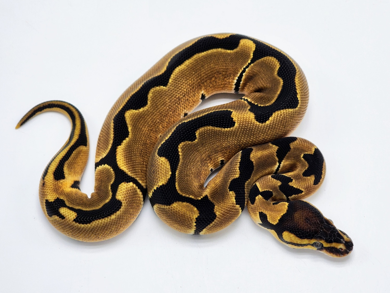 OD Het Tri-Stripe Ball Python by Kyle Frost Reptiles - MorphMarket