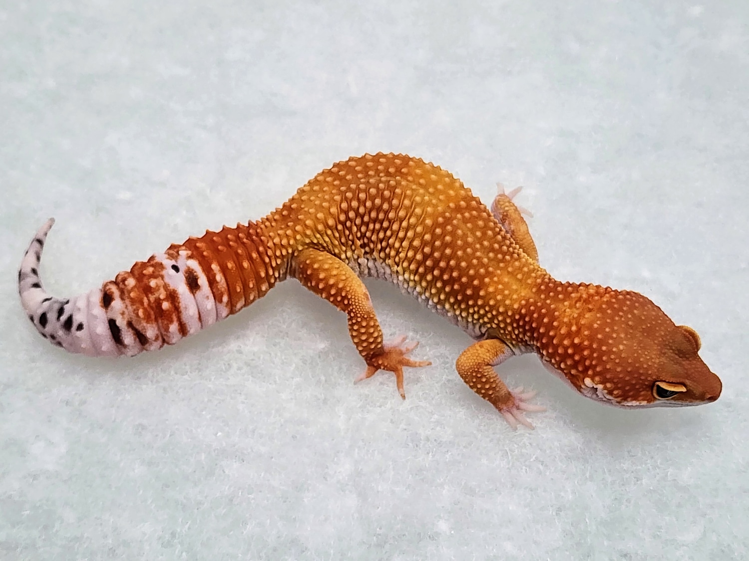 Tangerine Leopard Gecko by Kyle Frost Reptiles - MorphMarket
