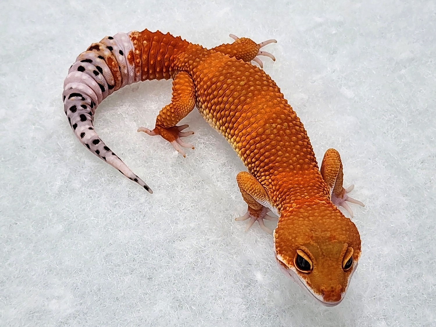 Tangerine Leopard Gecko by Kyle Frost Reptiles - MorphMarket