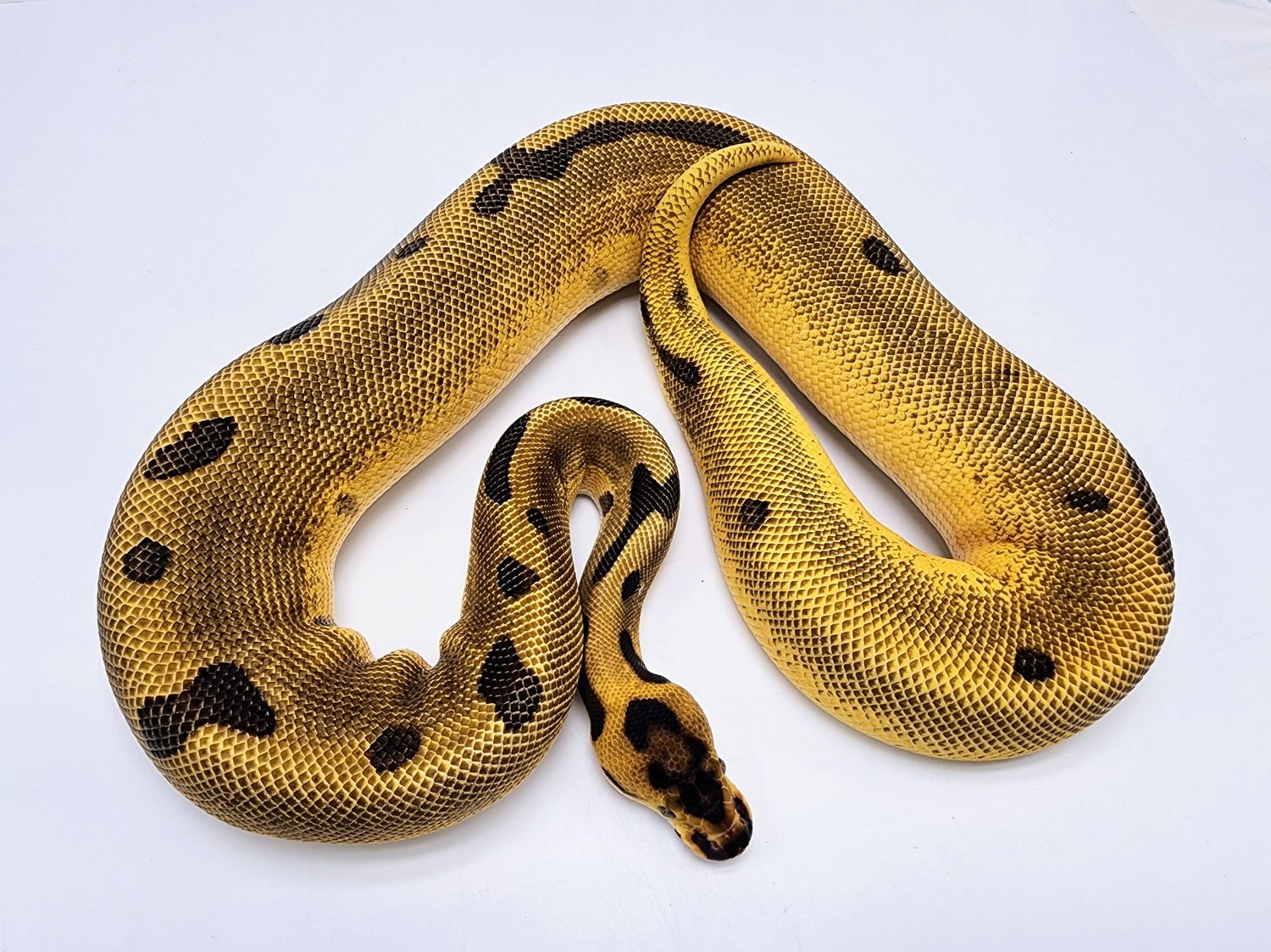 Super OD YB Enchi Leopard Blade Het Clown Ball Python by Kyle Frost ...