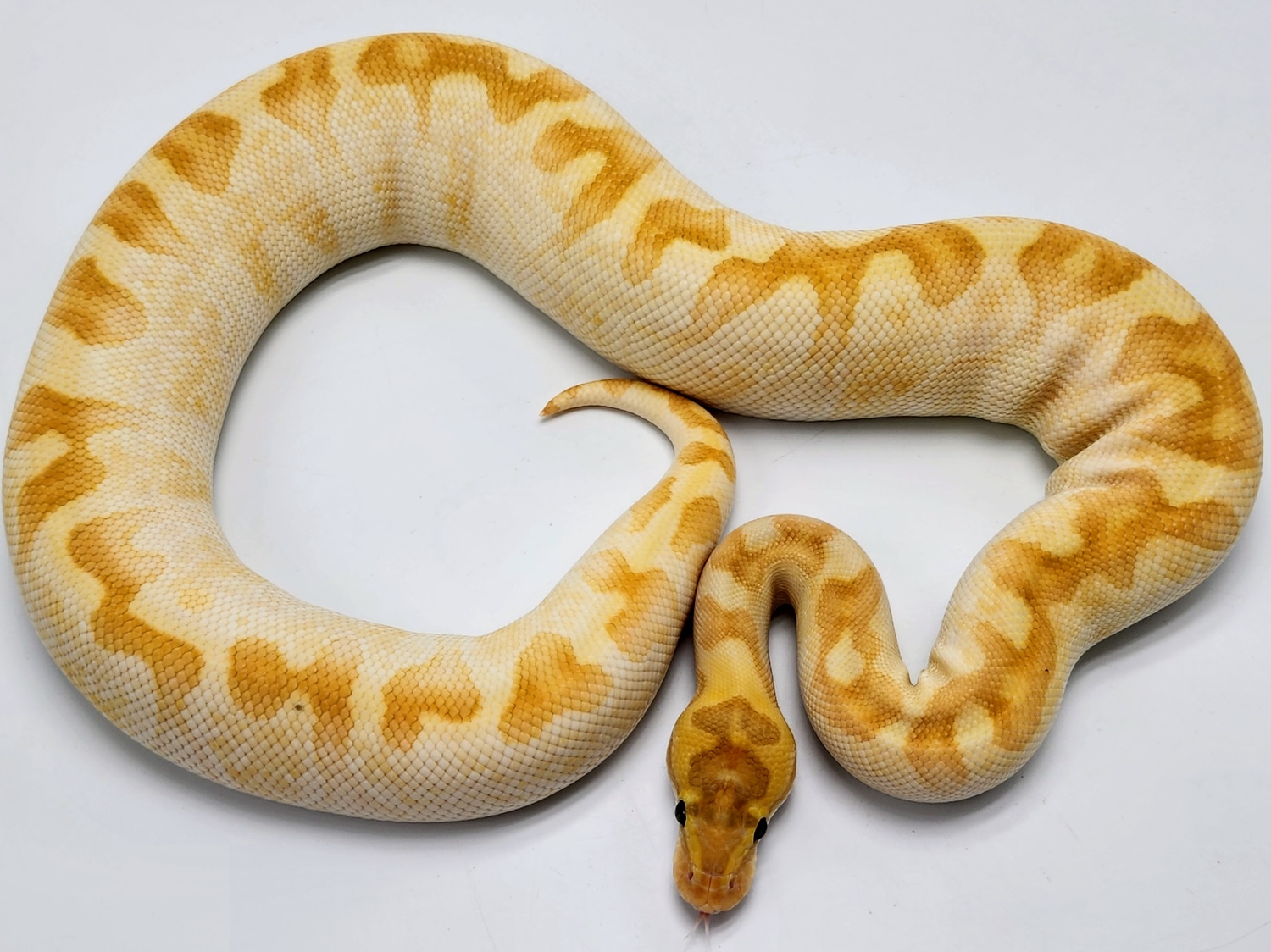 Enchi NOCO Super Special Ball Python by Kyle Frost Reptiles - MorphMarket
