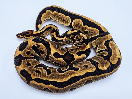 NOCO Special Leopard Ball Python by Kyle Frost Reptiles