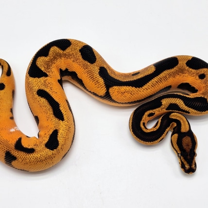 Tri-Stripe Ball Python by Kyle Frost Reptiles - MorphMarket