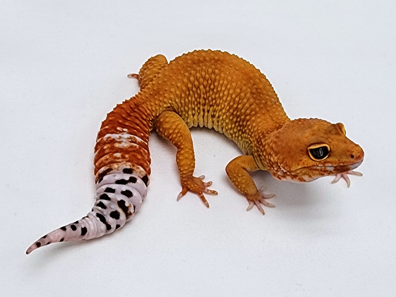 Tangerine Leopard Gecko by Kyle Frost Reptiles - MorphMarket