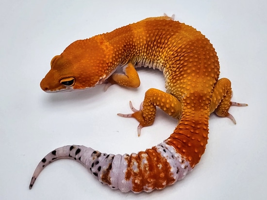 Tangerine Tornado Leopard Gecko by Kyle Frost Reptiles