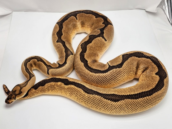 OD Blade Clown Ball Python by Kyle Frost Reptiles