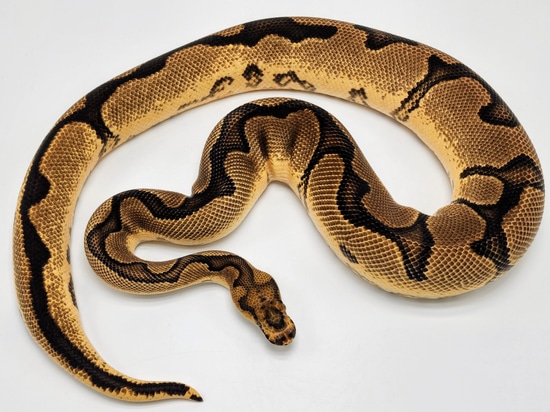OD YB Blade Clown Ball Python by Kyle Frost Reptiles