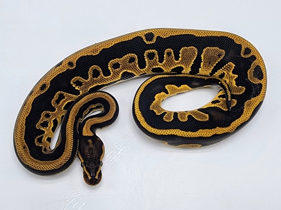 Leopard Tri-Stripe 50% Het Genetic Stripe Ball Python by Kyle Frost ...