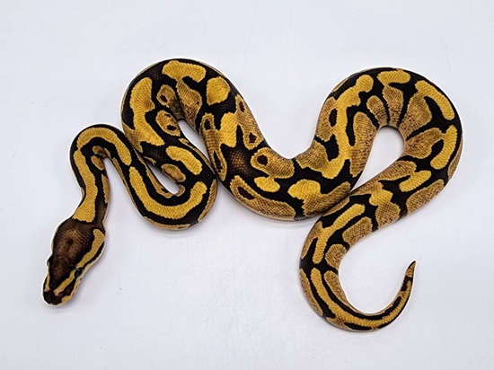 Enchi Fire(Lemonback Line) Het Puzzle Ball Python by Kyle Frost Reptiles