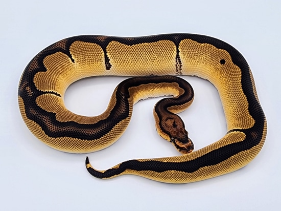 2023 NOCO Special Clown Ball Python by Kyle Frost Reptiles