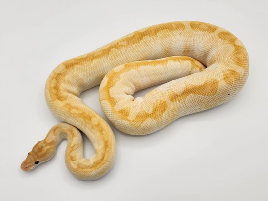 NOCO Super Special Ball Python by Kyle Frost Reptiles