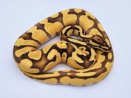 OD Enchi Fire (Lemonback Line) Het Puzzle Ball Python by Kyle Frost ...