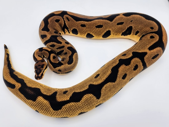 OD Leopard NOCO Special Het Clown Ball Python by Kyle Frost Reptiles