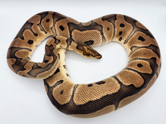 Proven Clown Het Genetic Stripe Ball Python by Kyle Frost Reptiles