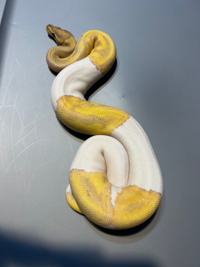 Banana Piebald Ball Python by KGExotics