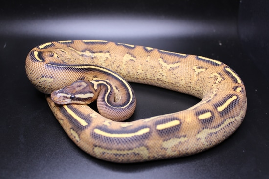 Freeway Ball Python by Geckos Are For Lovers