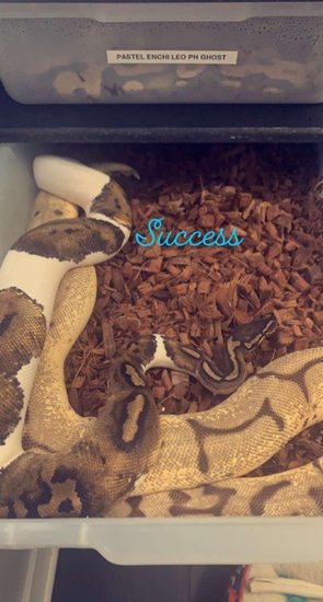 Breeding Group Of Balls , Selling ENTIRE COLLECTION FRESH RACKS ...