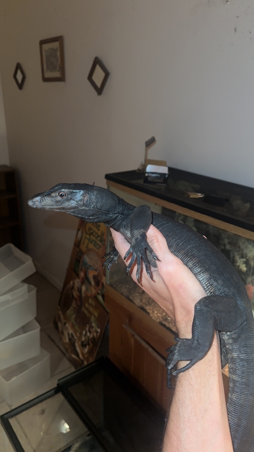 Uscbb Black Dragon Water Monitor by Mayday’s Monitors - MorphMarket