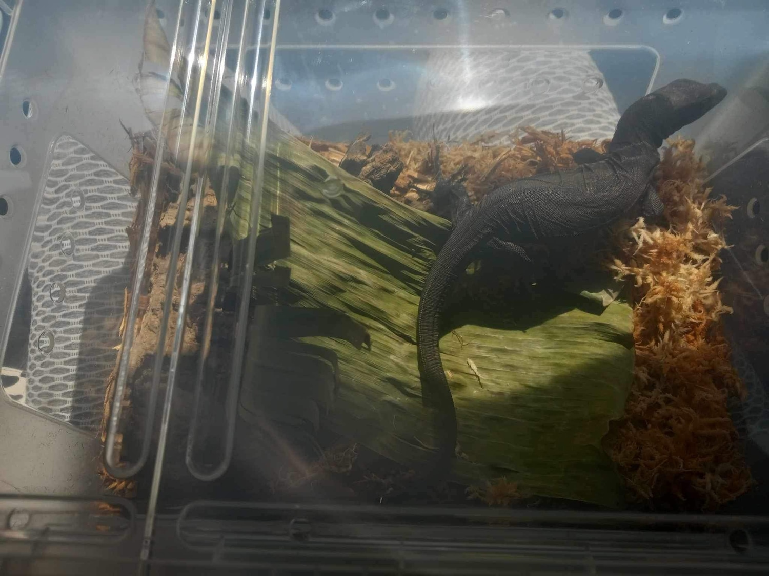 CBB Black Dragon Water Monitor by Mayday’s Monitors - MorphMarket