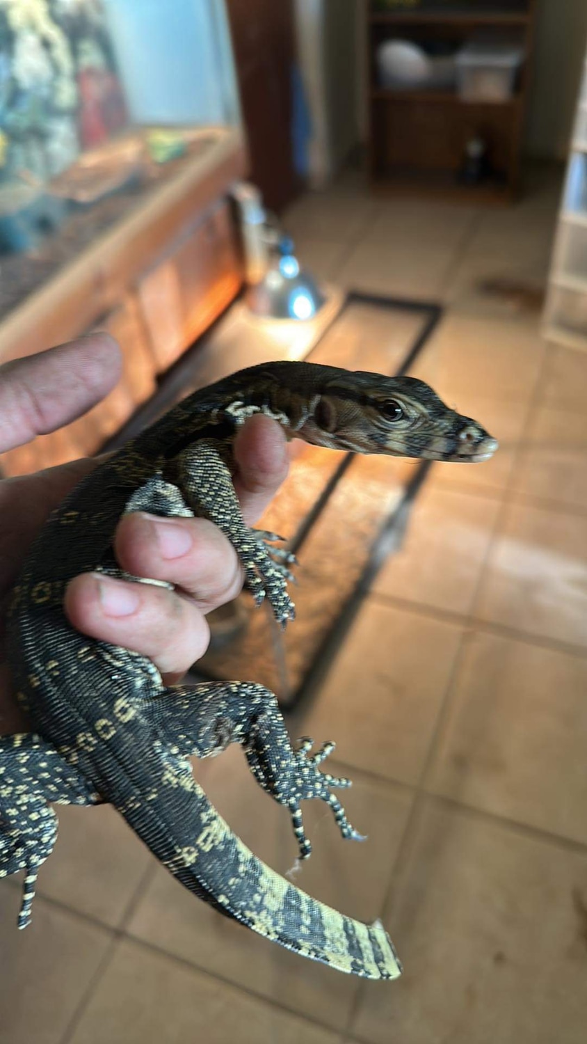 Cb Asian Water Monitor by Mayday’s Monitors - MorphMarket