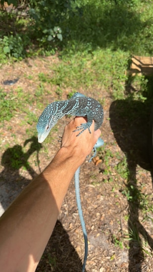 Male Blue Tree Blue Tree Monitor by Mayday’s Monitors
