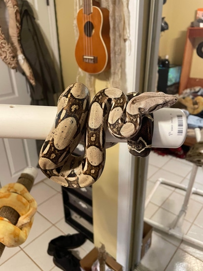 Normal Bci Boa Constrictor by Mayday’s Monitors