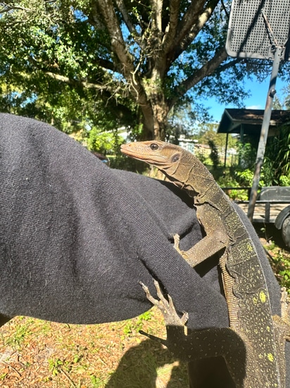 Solomon Island Spiny-neck Other Monitor by Mayday’s Monitors