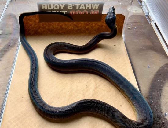 1.1 Northern White Lips White-Lipped Python by Mayday’s Monitors