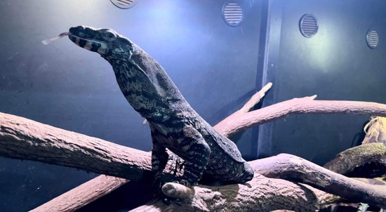 Lace Monitor Other Monitor by Mayday’s Monitors