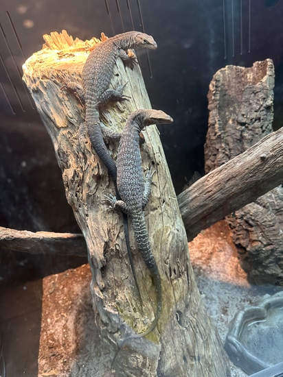 1.1 Tristis Tristis Other Monitor by Mayday’s Monitors